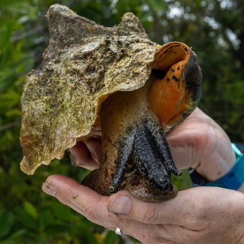 Florida conchs are in hot water. Can moving them deeper revive a ...