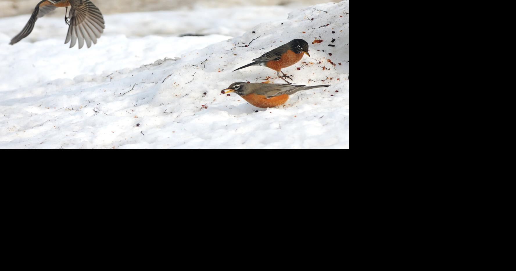 Feathered Friends: Signs of spring arriving | Lifestyles | thelcn.com