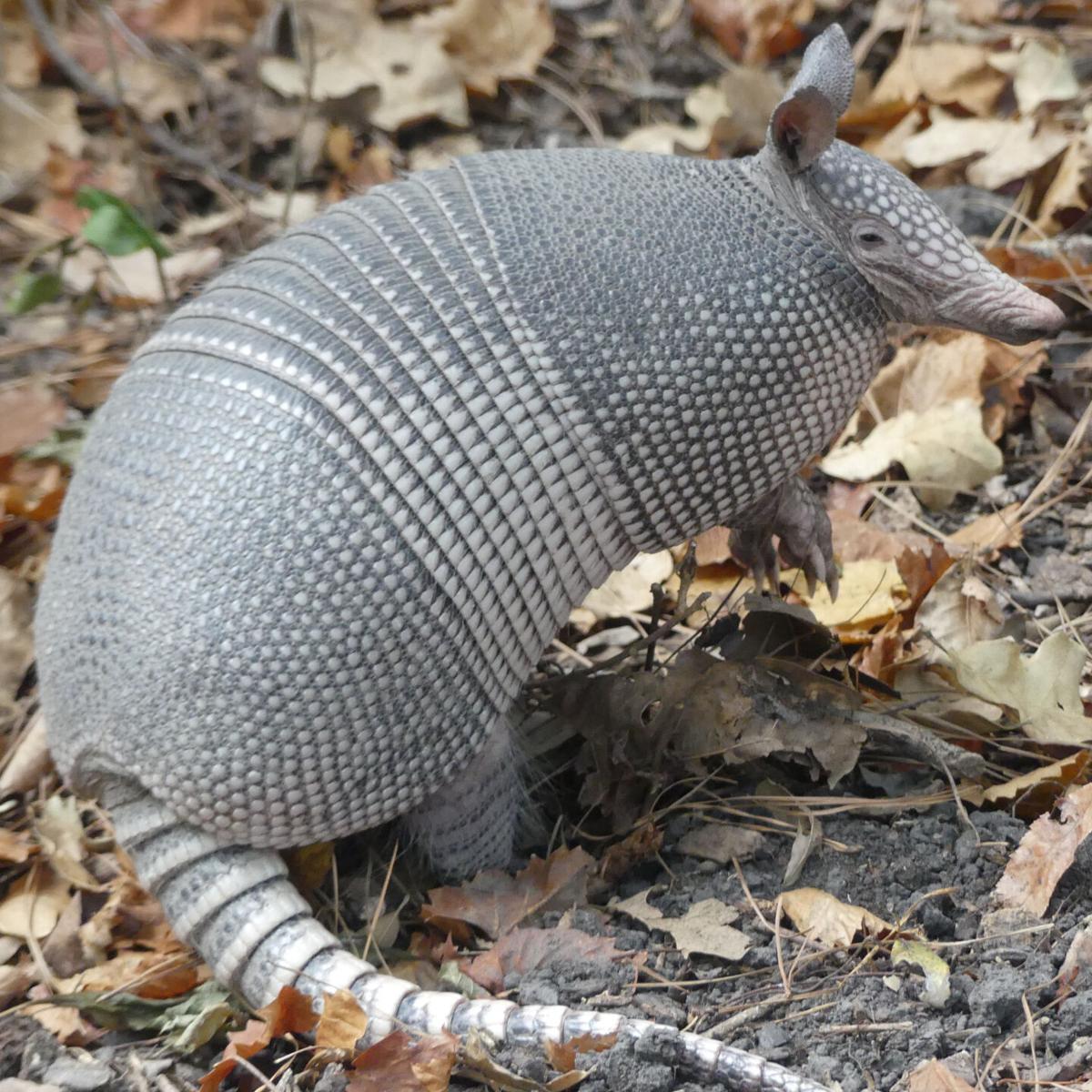 pet armadillo