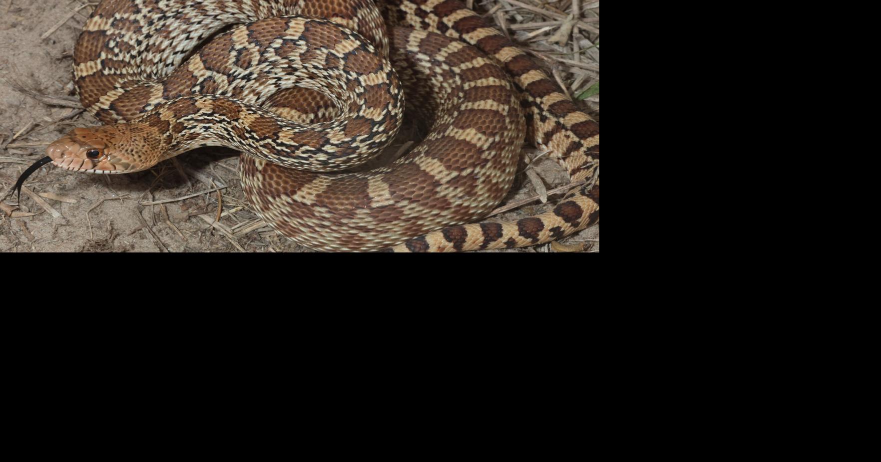 sonoran gopher snake bite