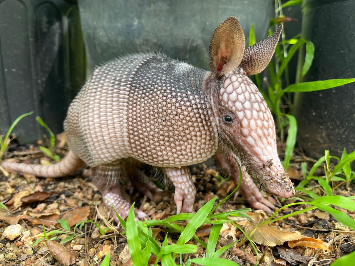 cute armadillo