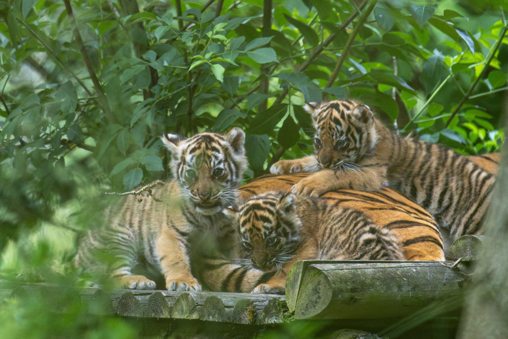 Birth of endangered tiger cubs huge win for conservation | National ...