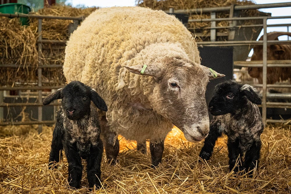 Twin lambs born to ‘loneliest sheep’ given names from ‘Shrek ...