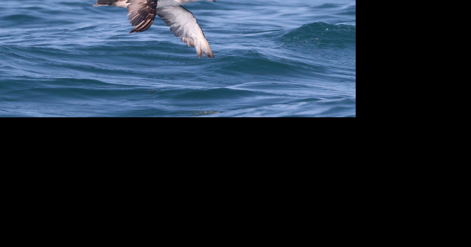 Record number of seabirds and dolphins migrate from coast due to global warming | National ...