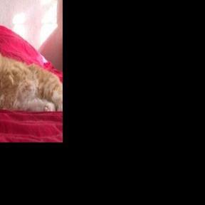 French cat banned from going outside after neighbour's complaint ...