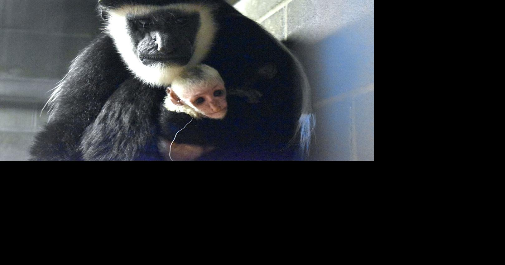 Zoo announces birth of colubus monkey baby | News | themercury.com