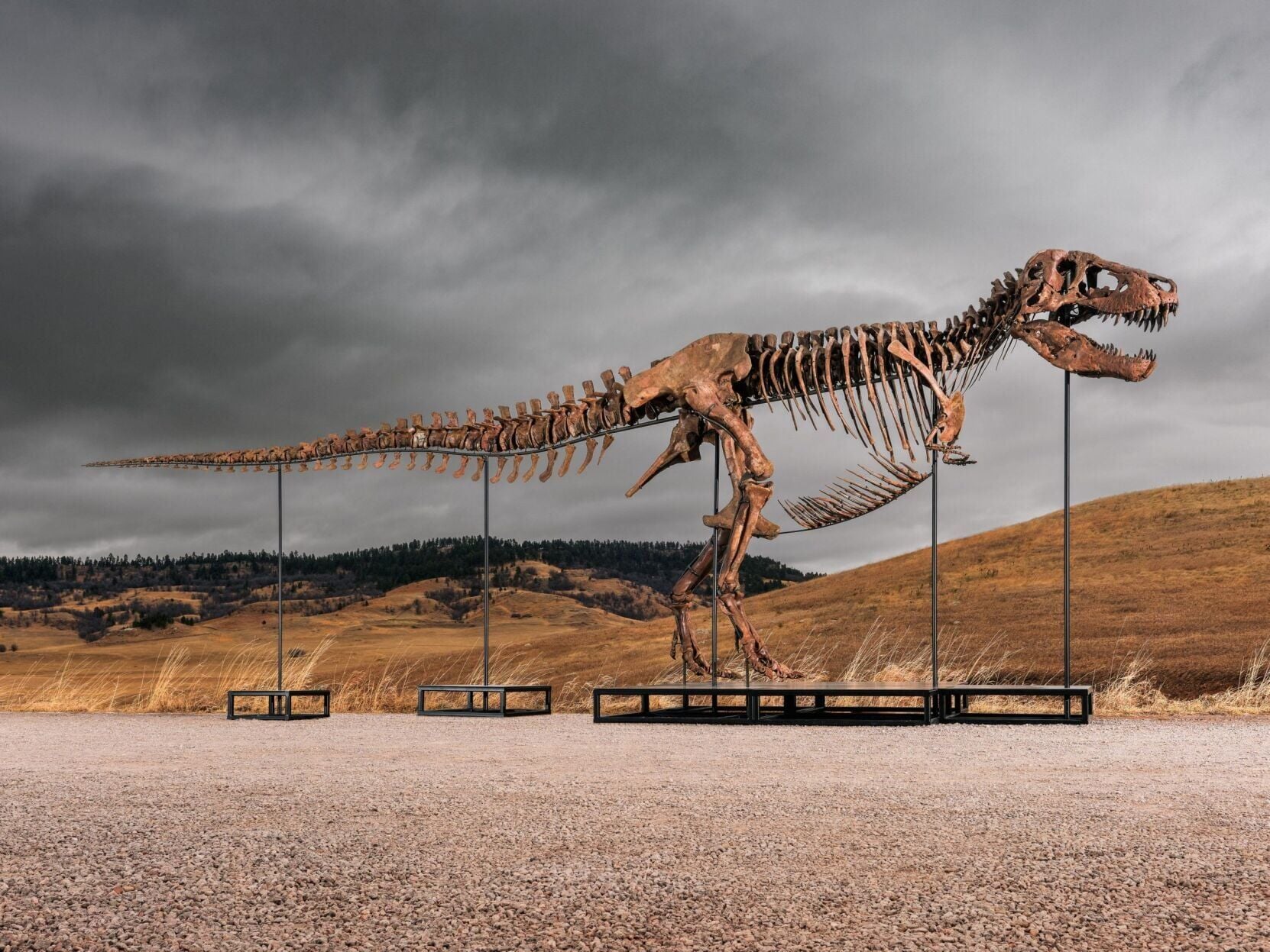 Most complete T. rex fossil to fetch up to $30 million at auction ...