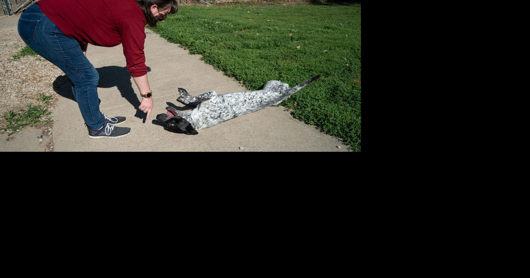 Hannah Shoemaker, Volunteer Coordinator, gets King to roll over for a ...