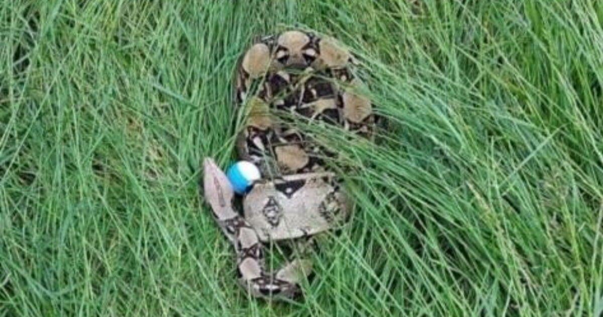 Girl finds massive 6-foot snake while playing golf | National ...