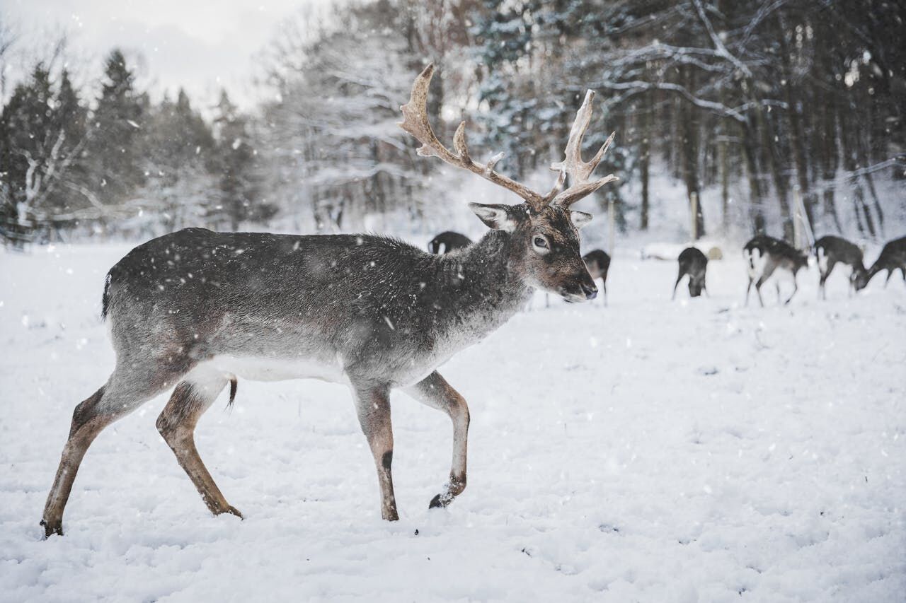 Bad news for Santa: Climate change could take out reindeer | National ...