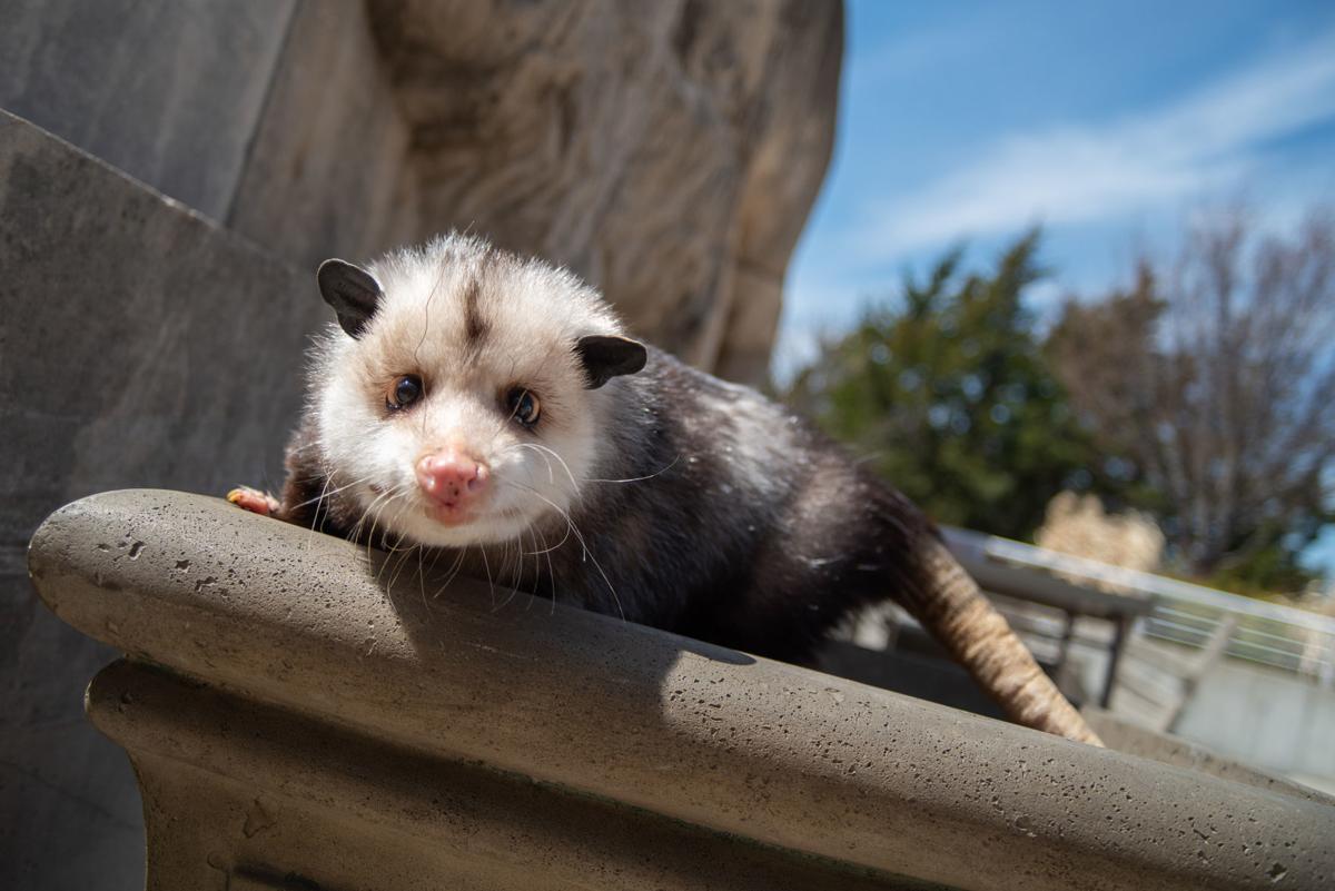 Sunset Zoo's Tune in at Two with Opal, a Virginia opossum | Images ...