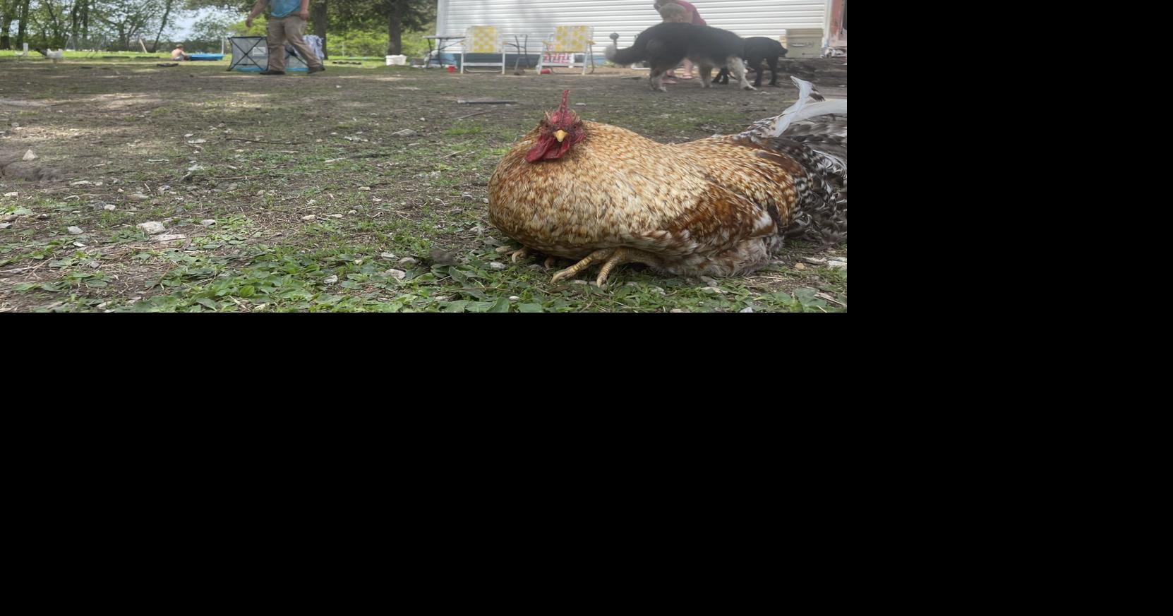 Citizens want commission to revisit backyard chickens | Jcu ...