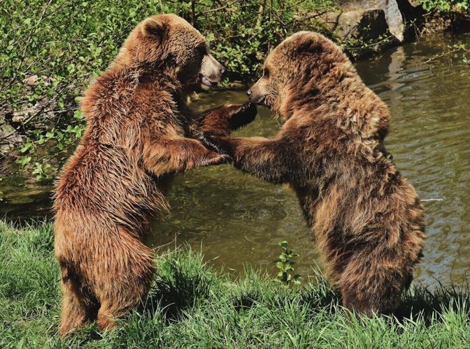 Study finds brown bears have become less aggressive around humans ...