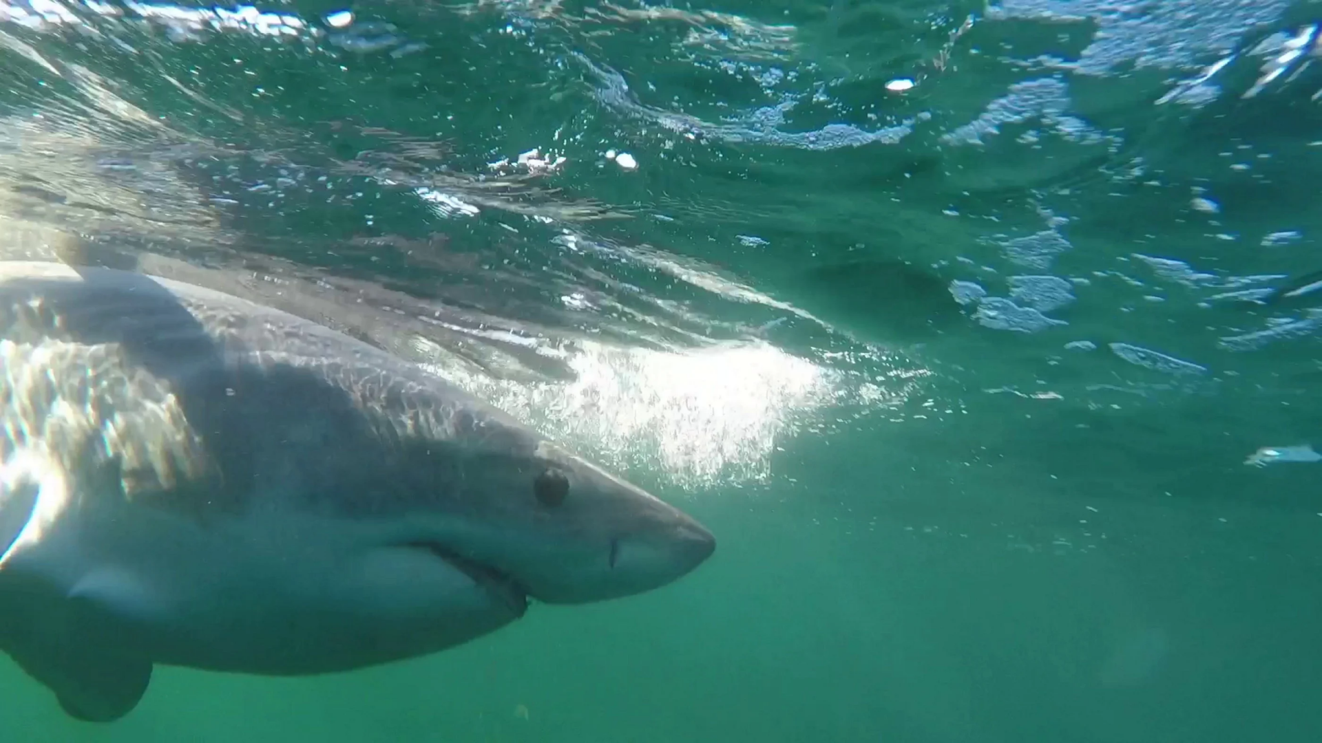 9-foot great white shark migrates to Florida coast for winter ...
