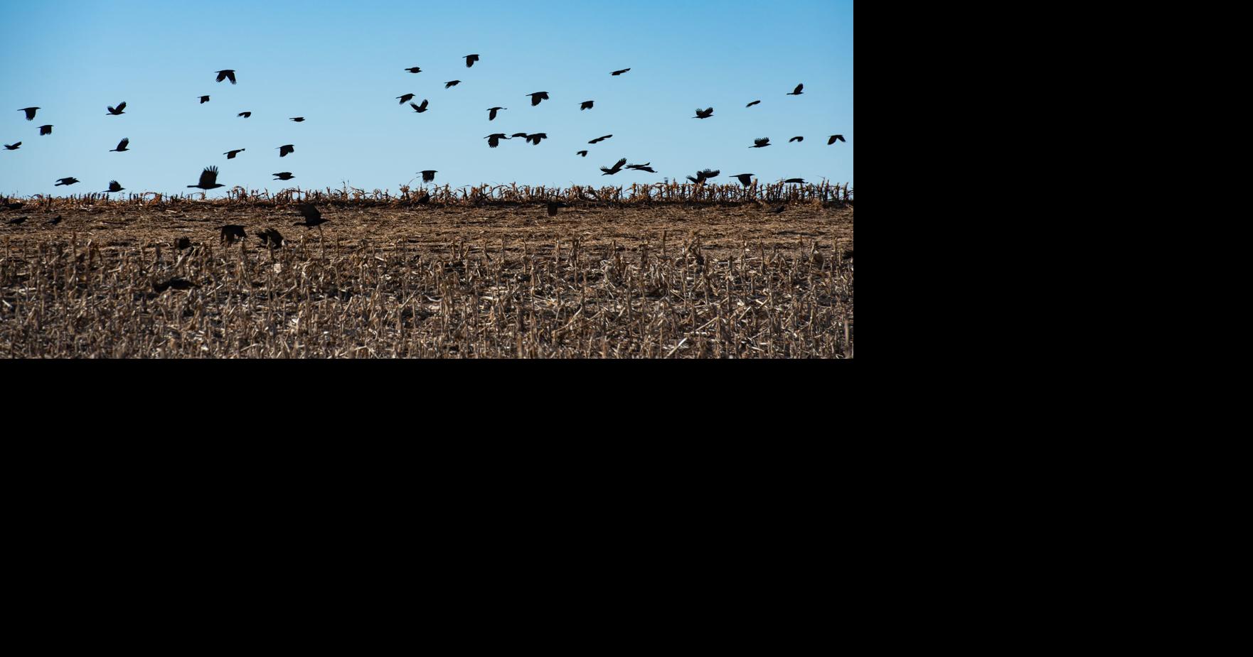 I WONDER | Why are there so many crows in the area? | News | themercury.com