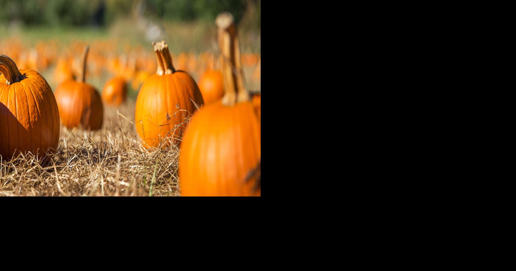 orange pumpkins at pumpkin patch | | themercury.com