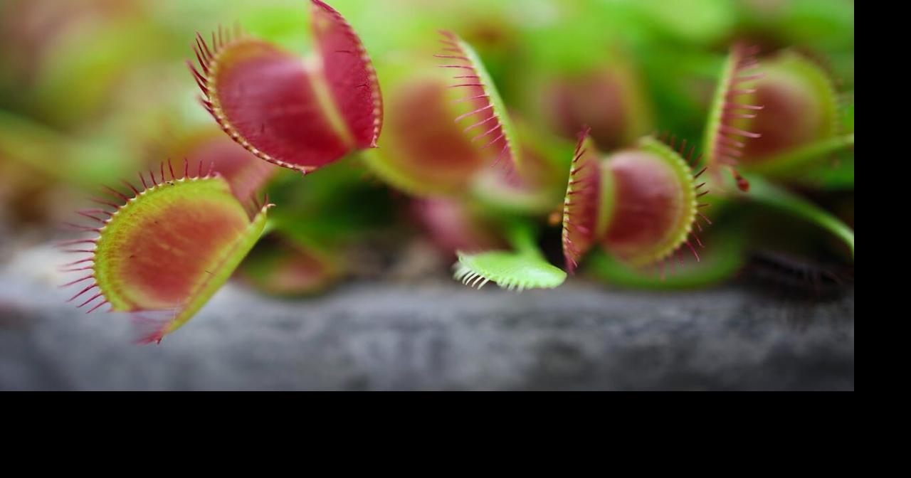 Japanese scientists find out secret of Venus flytrap’s deadly bite ...