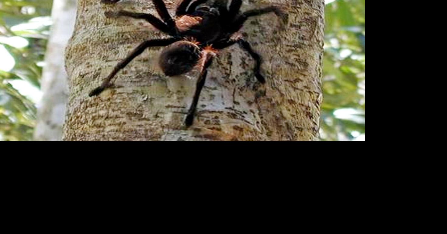 Tarantulas use ‘spidey sense’ to remember where to hunt | National ...