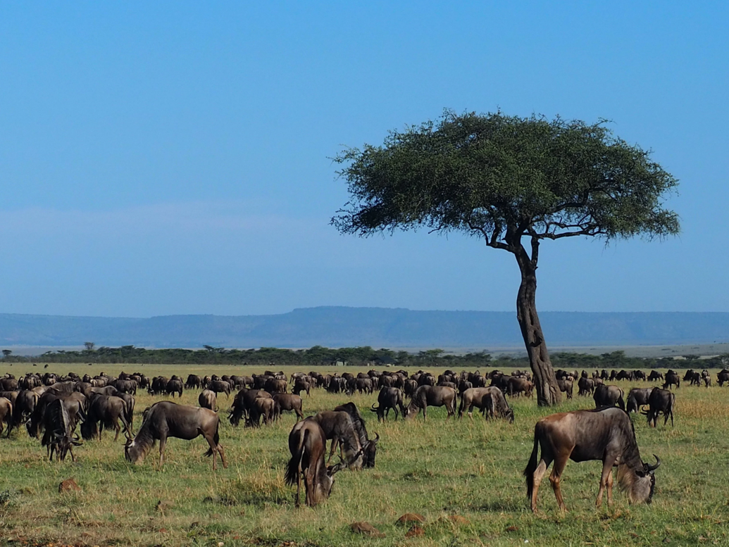 Why wildebeest migration shrunk by 90% in Kenya | National | themercury.com