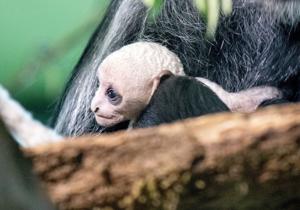 Extremely rare and endangered white monkey born at zoo | National ...