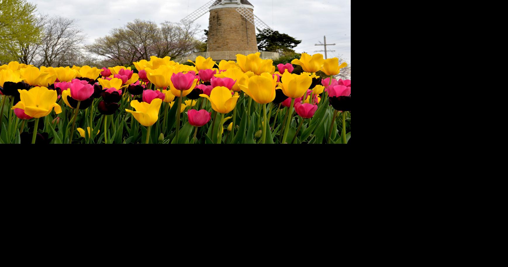 PLAN YOUR WEEKEND | KSU Open House, Wamego Tulip Festival, live music ...