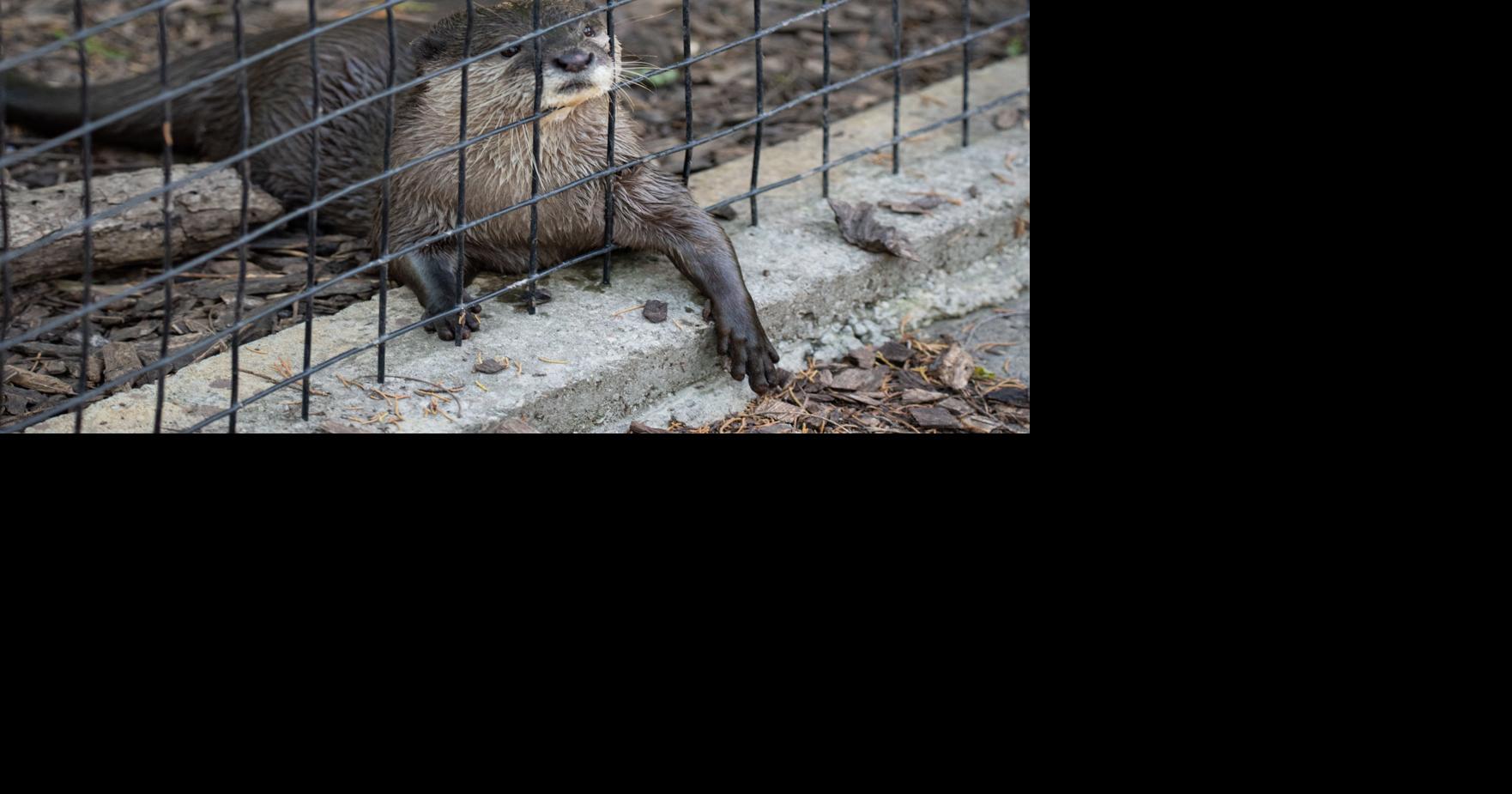 An Asian small-clawed otter sticks its hand out of their exhibit at the ...
