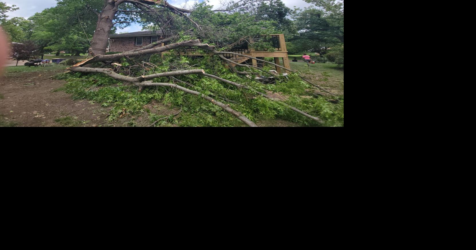 Tree house | News | themercury.com