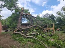 Tree house | News | themercury.com