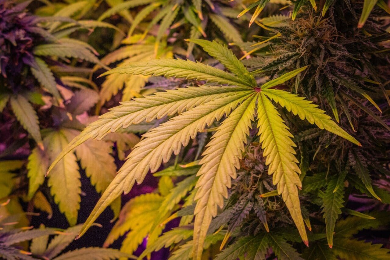 Scientists develop ‘green’ plastic alternative from form of cannabis ...