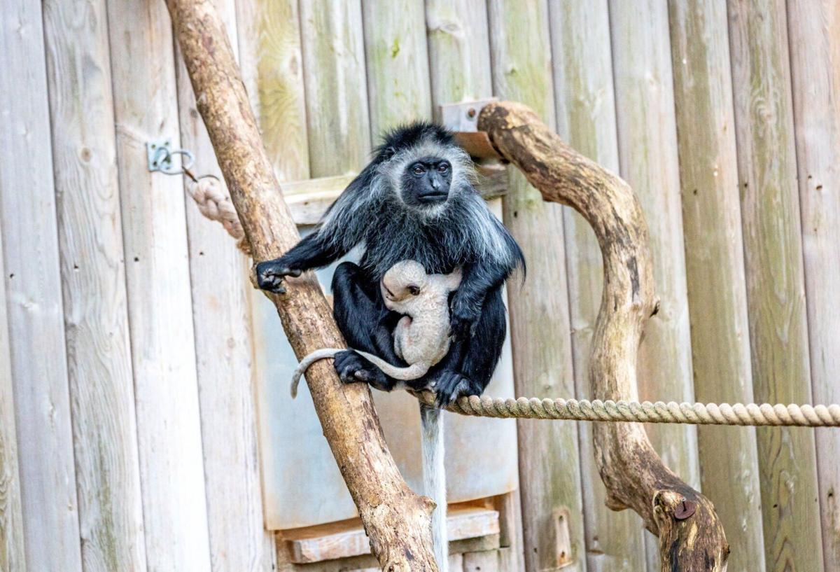 Extremely rare and endangered white monkey born at zoo | National ...