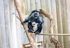 Extremely rare and endangered white monkey born at zoo | National ...