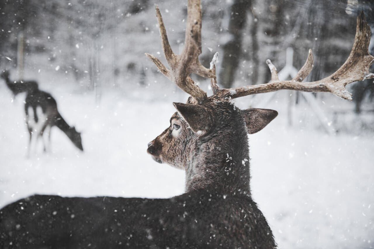 Bad news for Santa: Climate change could take out reindeer | National ...