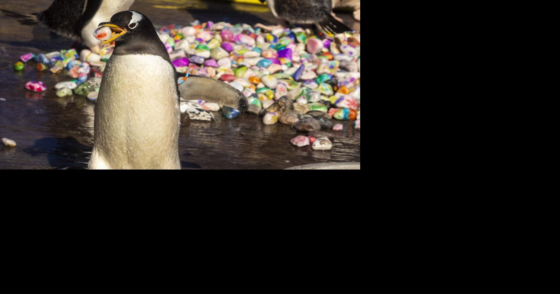 Penguins pick breeding pebbles painted by kids in the hospital ...