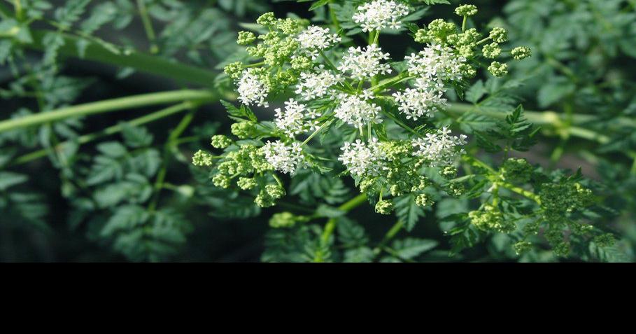 Why isn’t poison hemlock considered a noxious weed? | News | themercury.com