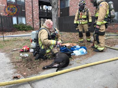 firefighters saving dogs