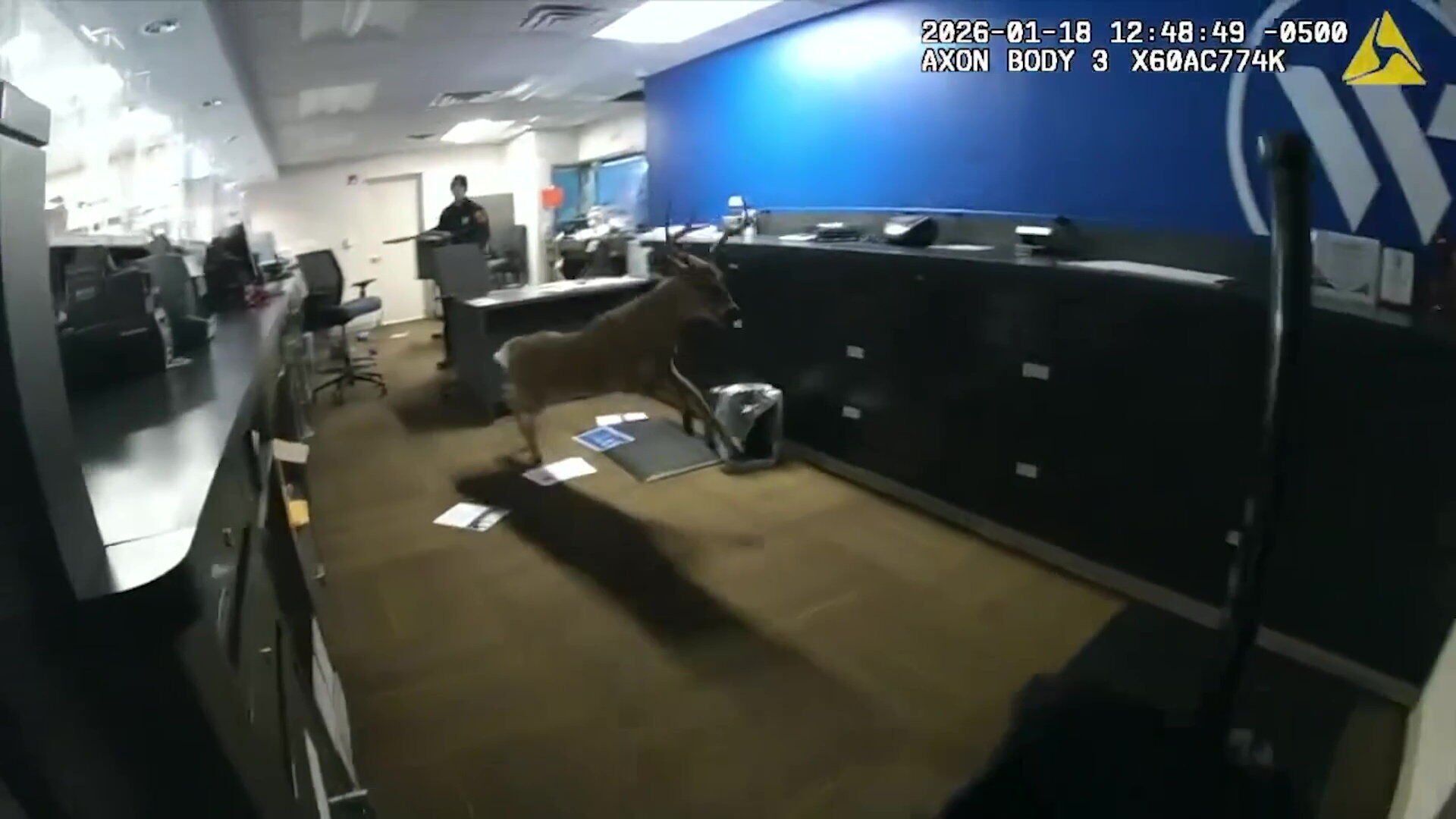 Cops responding to ‘robbery’ discover deer trapped inside bank ...