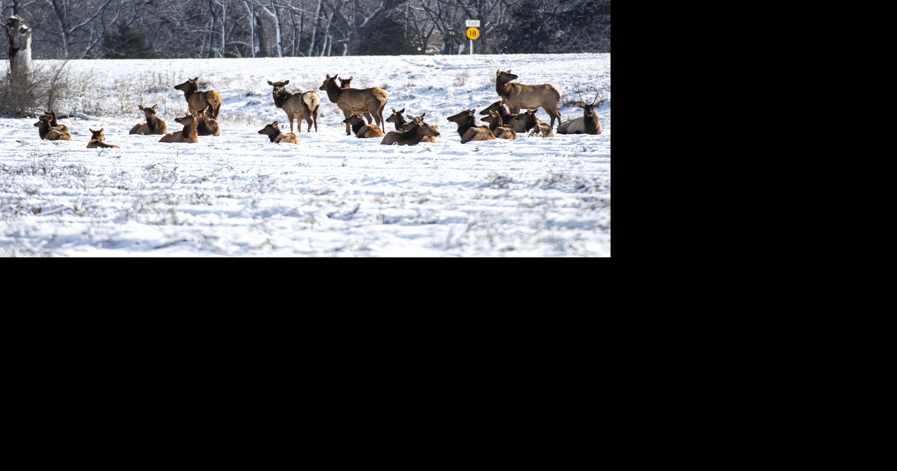 Fort Riley elk wander into town for a picture perfect scene | News ...