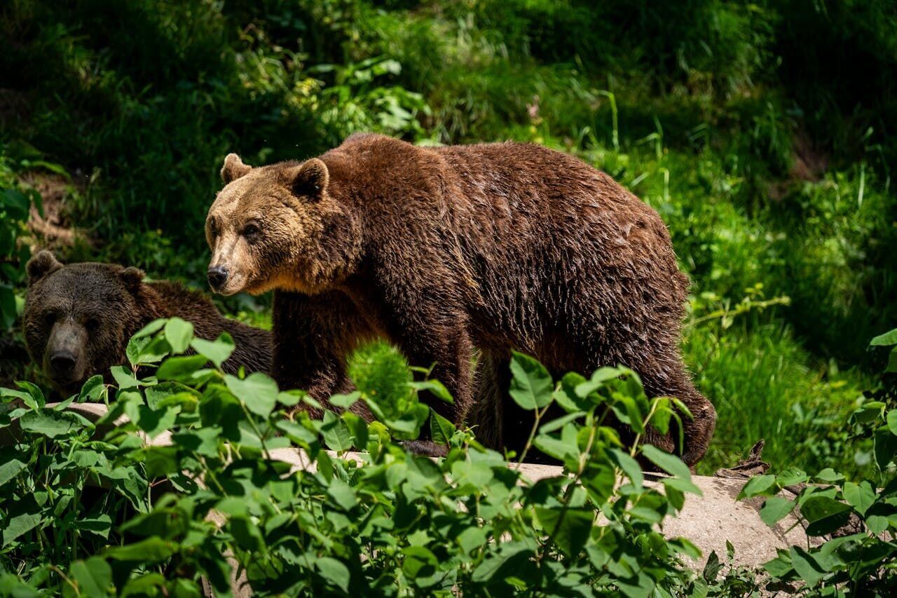 Study finds brown bears have become less aggressive around humans ...