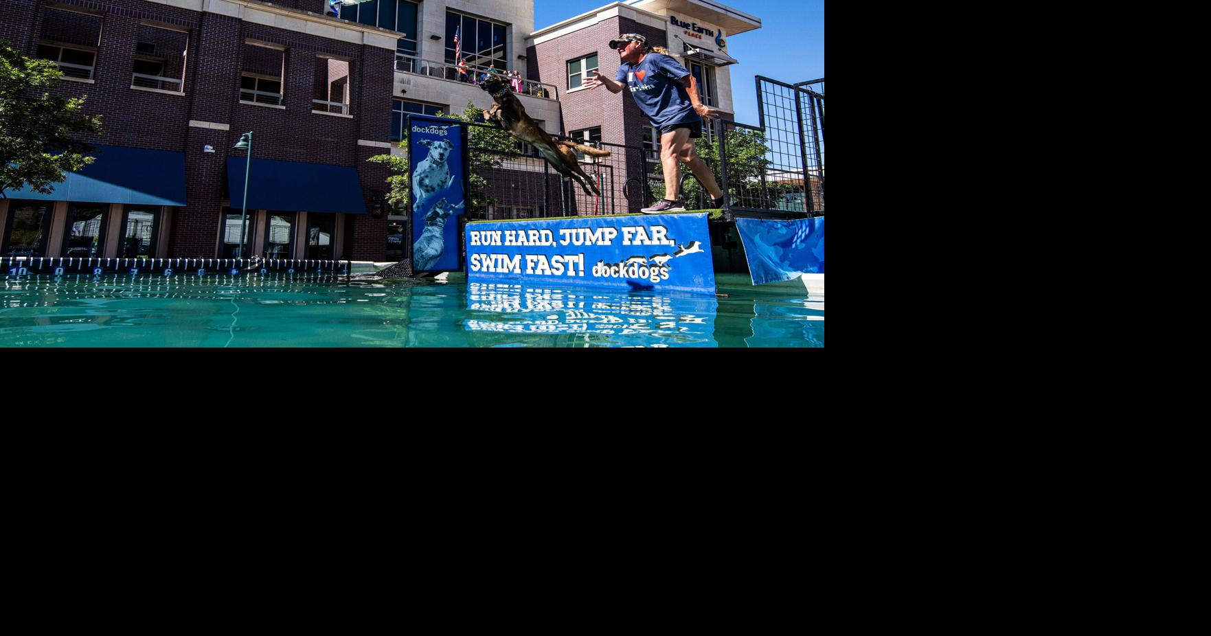 Elite dogs leap into action at Little Apple Splash | News | themercury.com