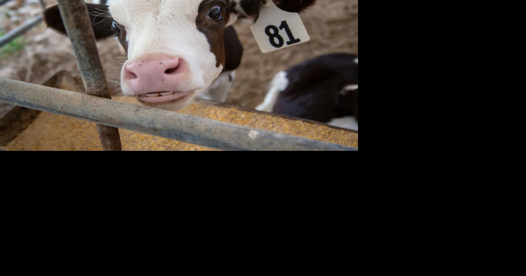 Hildebrand Farms Dairy seeing surge in milk sales as consumers switch ...
