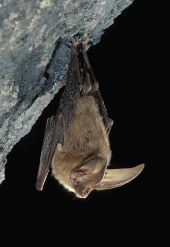 Saving the bats: lawsuit threatened against forest service to protect ...