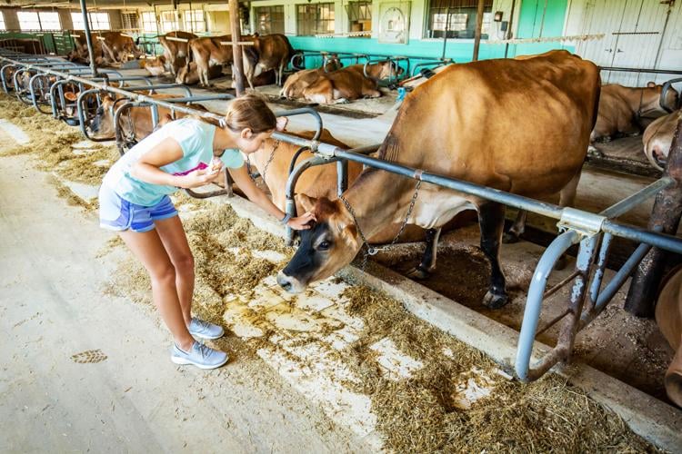 Calling WNC youth for dairy beef calf program | Outdoors ...