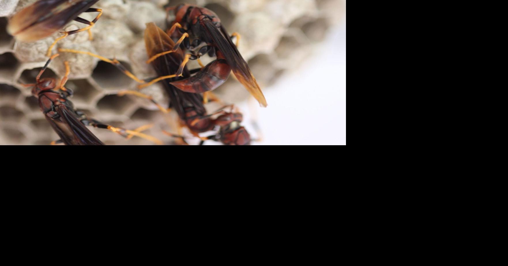 Study finds worker wasps keep colony running while others fight for ...