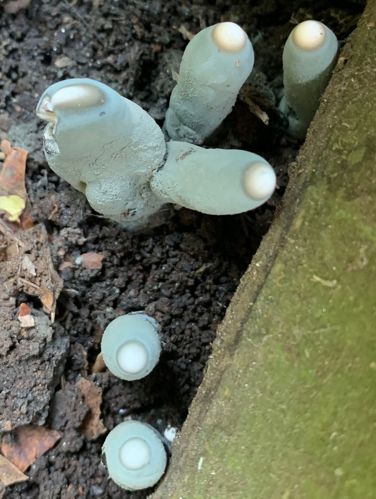 Learn to grow 'Dead Man's Fingers' | Life | themountaineer.com
