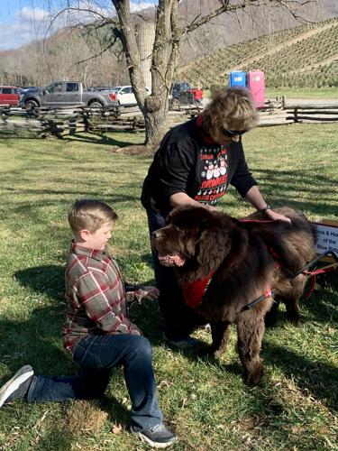PHOTO GALLERY: Newfoundlands pull trees at Boyd's Tree Farm | Life ...