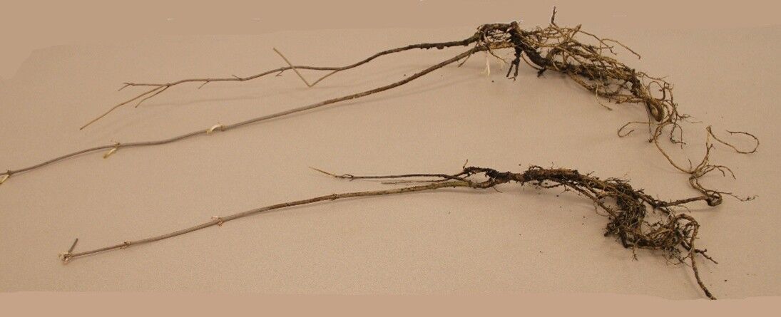 Haywood Plant Clinic Q&A: How do I handle bare root plants this spring ...