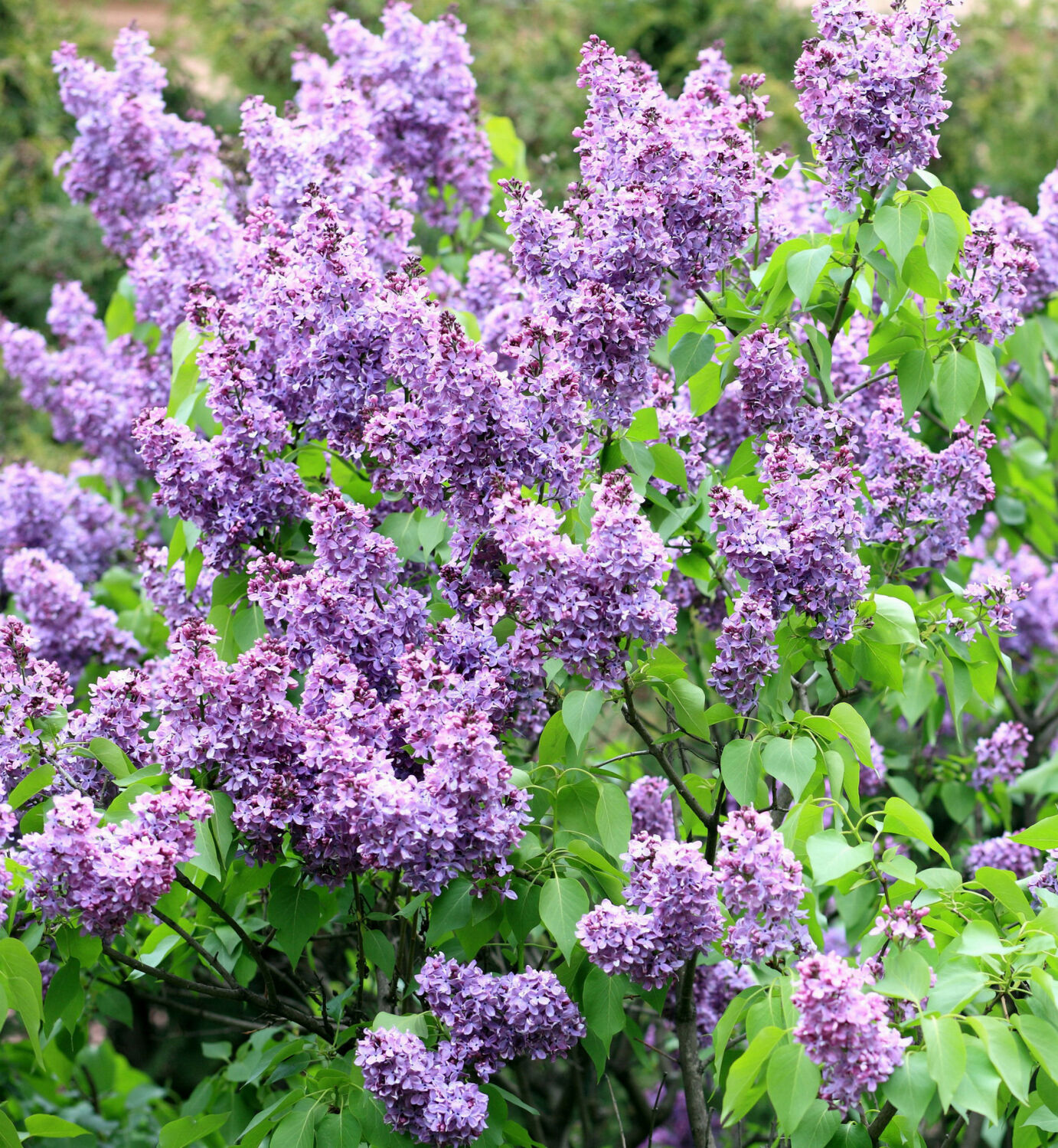 Learn to Grow: Lilacs produce fragrant flowers in spring | Outdoors ...