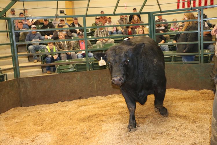 It's a bull market for cattle farmers at the WNC Livestock Center ...