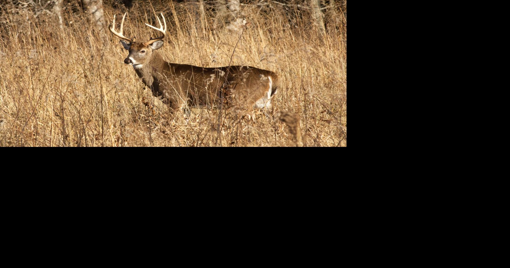 New deer gun season in effect this Thanksgiving | Outdoors ...