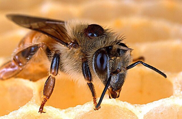 National Pollinator Week is celebrating the small creatures that make a ...